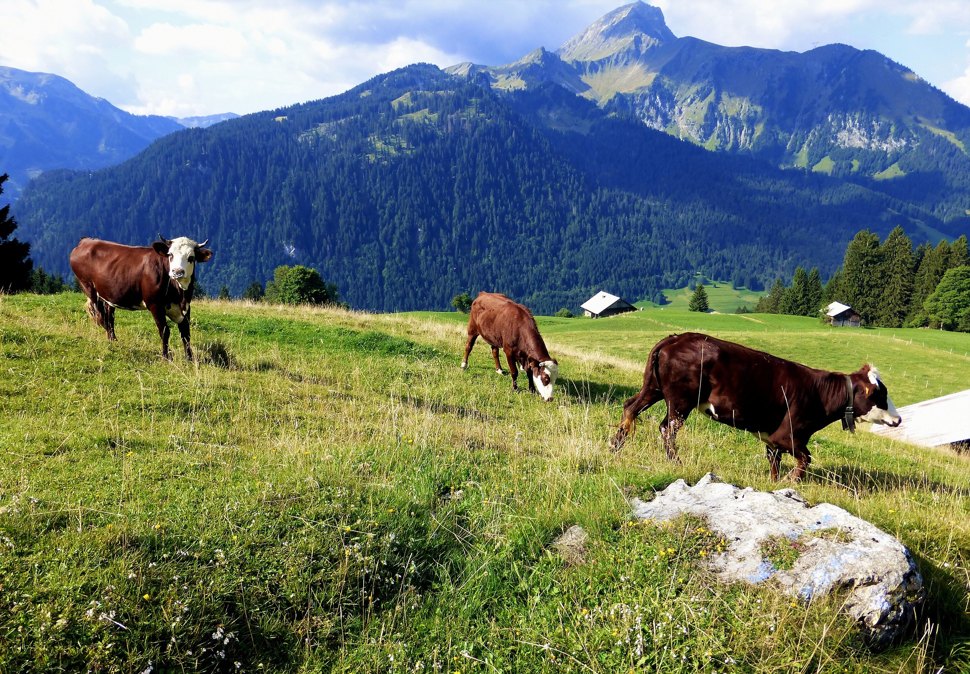 Production du fromage Abondance